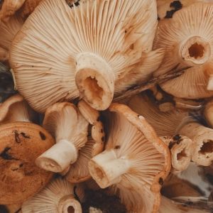 How to Make PopCorn Grain Spawn (Popcorn Tek) - EZMushroom