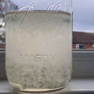 Making Liquid Culture Using Agar. - EZMushroom
