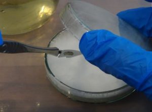 How To Make Honey Liquid Culture - EZMushroom