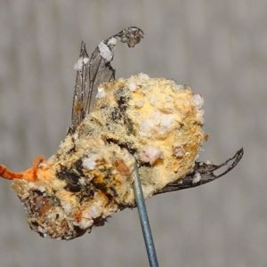 How to Make PopCorn Grain Spawn (Popcorn Tek) - EZMushroom