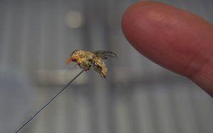 How To Grow A Zombie Fly (Using Cordyceps). - EZMushroom
