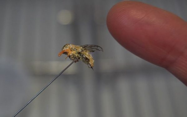 How To Grow A Zombie Fly (Using Cordyceps). - EZMushroom